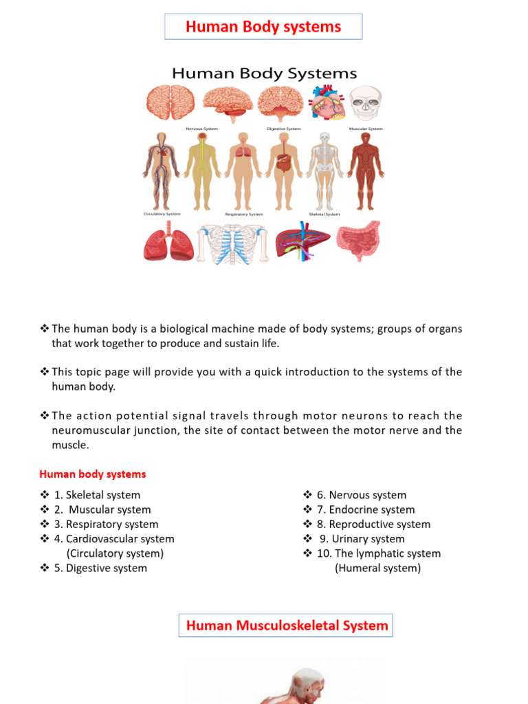 4 Musculoskeletal System | PDF | Human Musculoskeletal System | Skeleton