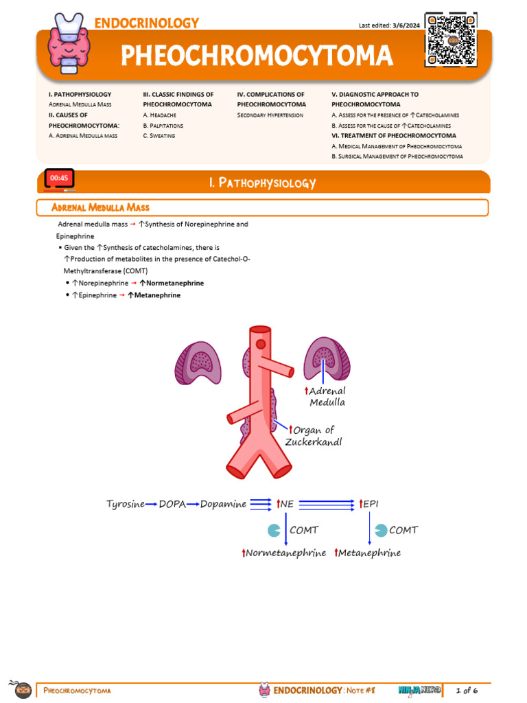 8 - Pheochromocytoma (Notes) | PDF | Adrenal Gland | Medical Specialties