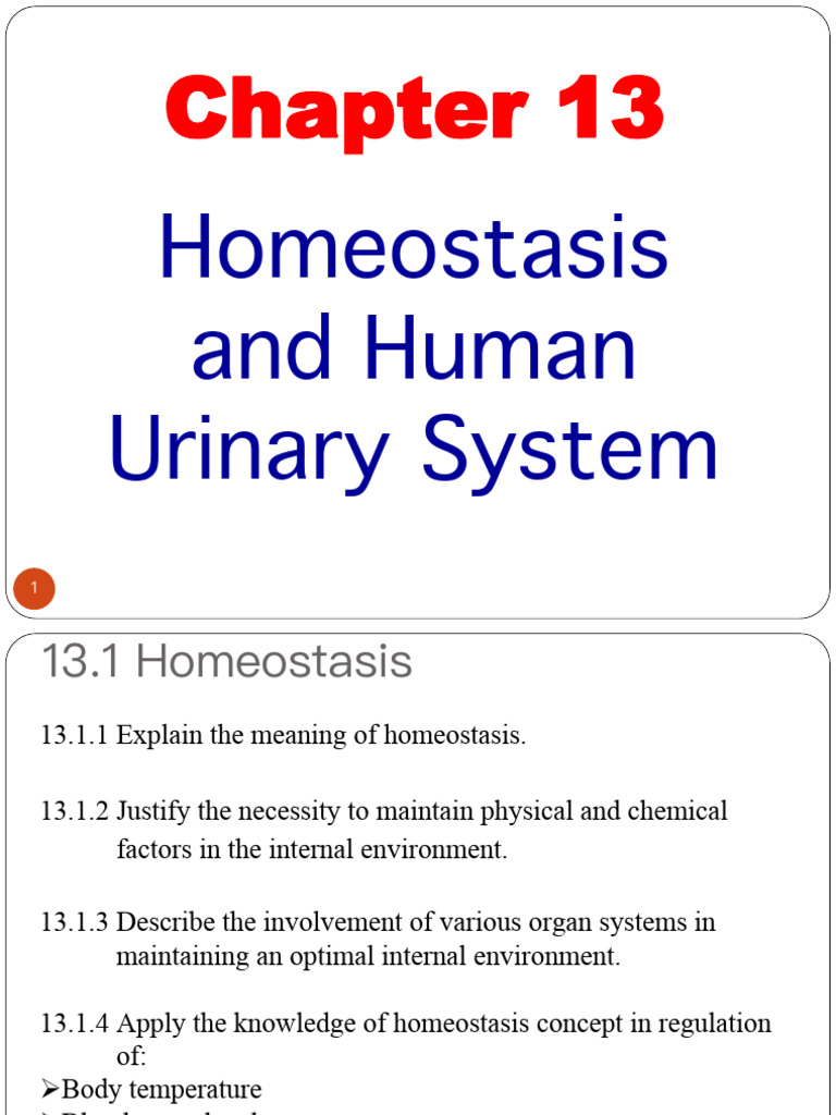 KSSM F4 Chapter 13 - Homeostasis and Human Urinary System | PDF ...