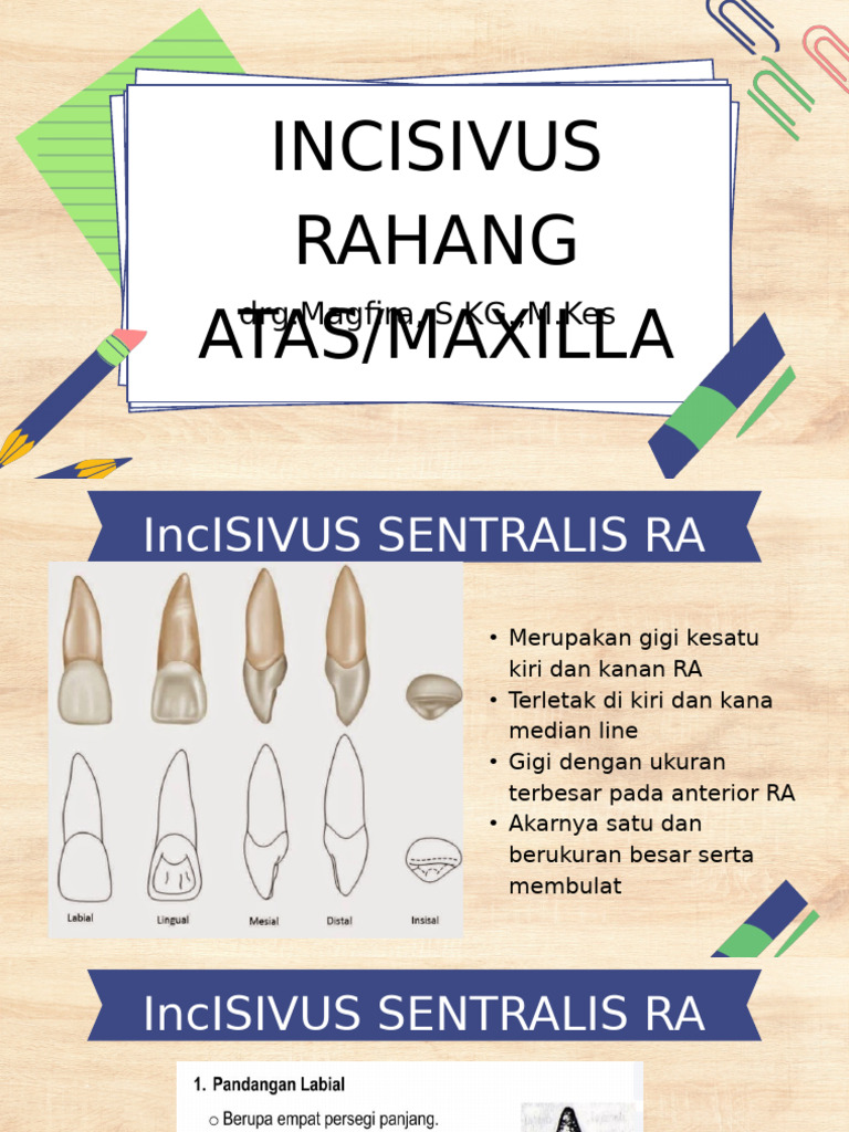 Incisivus Maxilla | PDF