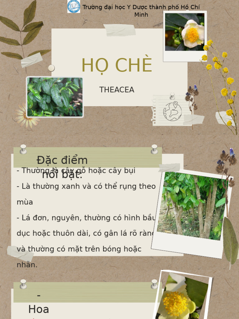 HỌ CHÈ | PDF