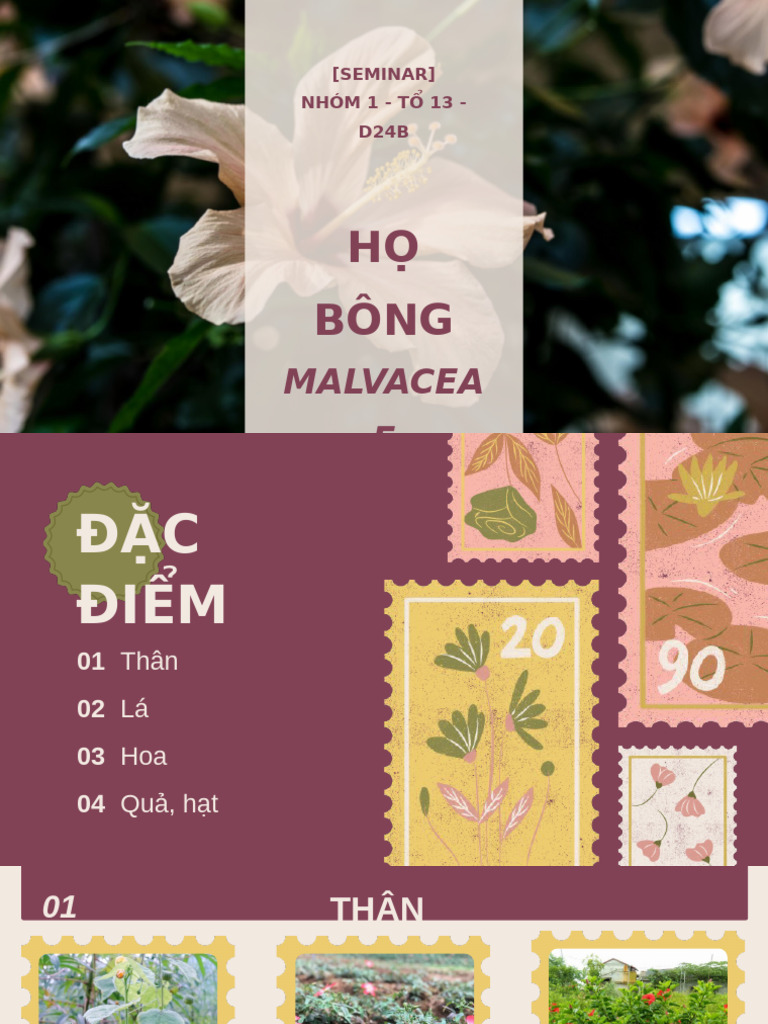 18. HỌ BÔNG | PDF