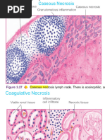 Sketchy Microbiology 1 | PDF | Gram Negative Bacteria | Bacteria