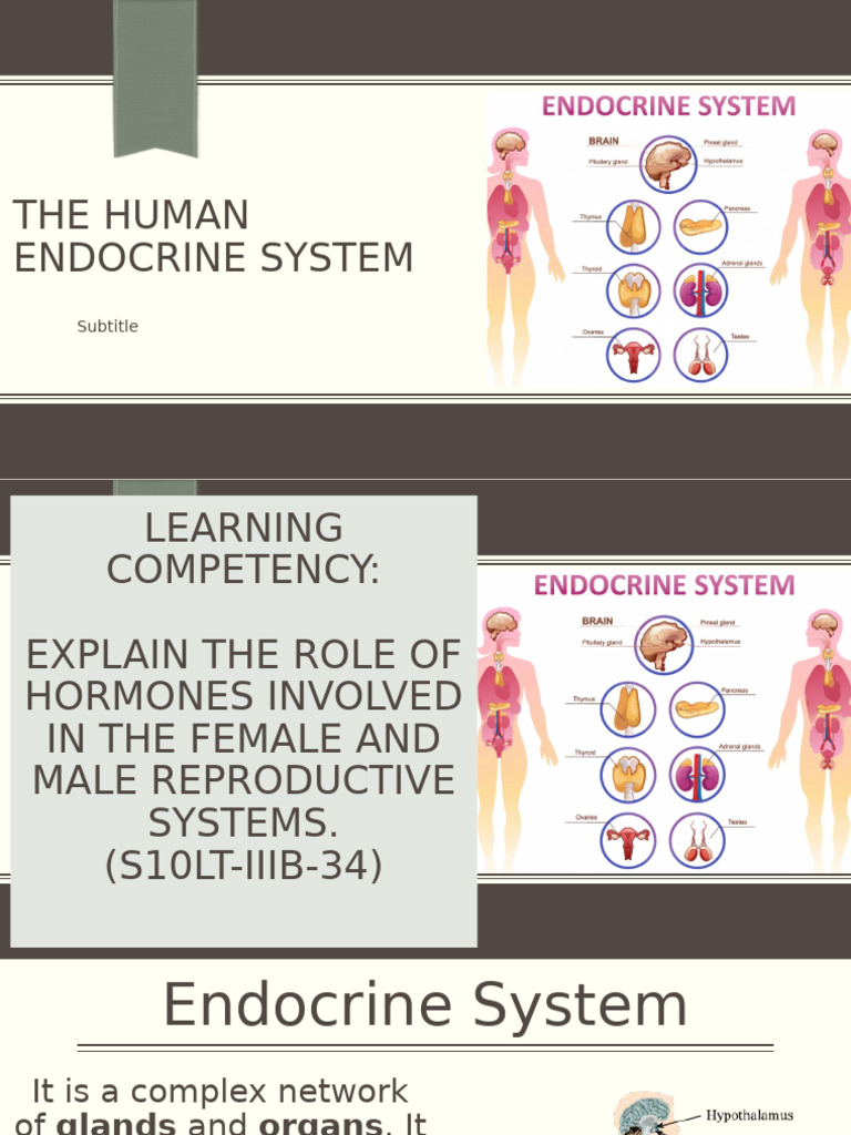 Endocrine System and Reproductive Hormones | PDF | Endocrine System ...