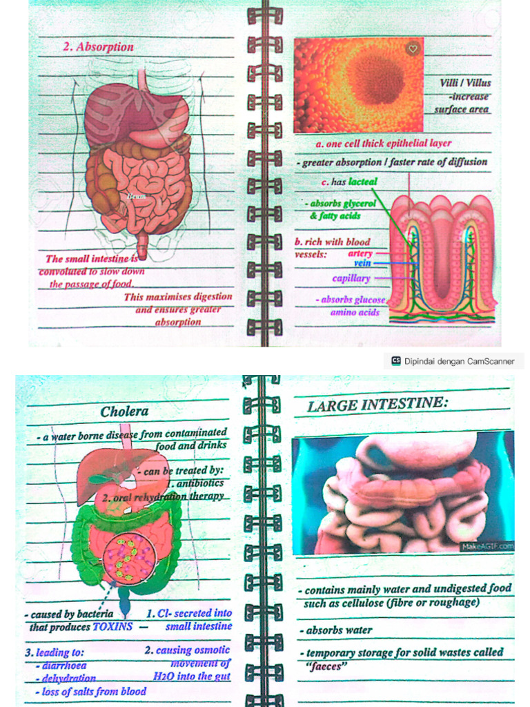 Animal Nutrition and Digestive System | PDF
