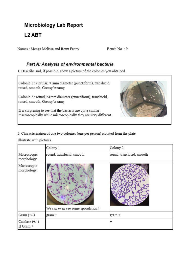 TP Report Model 2016 | PDF | Bacteria | Gram Negative Bacteria