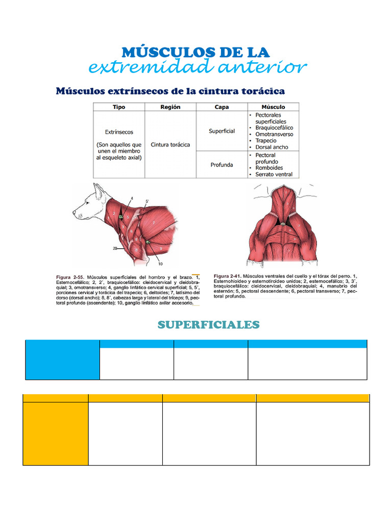 Músculos de La Extremidad Anterior Perro | PDF | Codo | Hombro