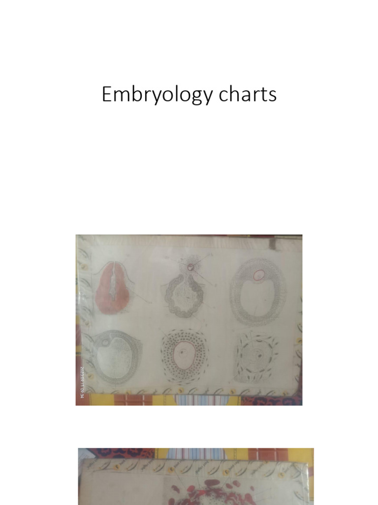 Embryology Charts | PDF