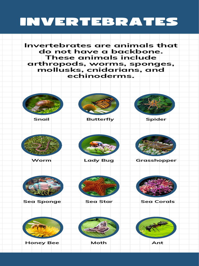 Blue and White Simple Illustrative Science Invertebrate Animals ...