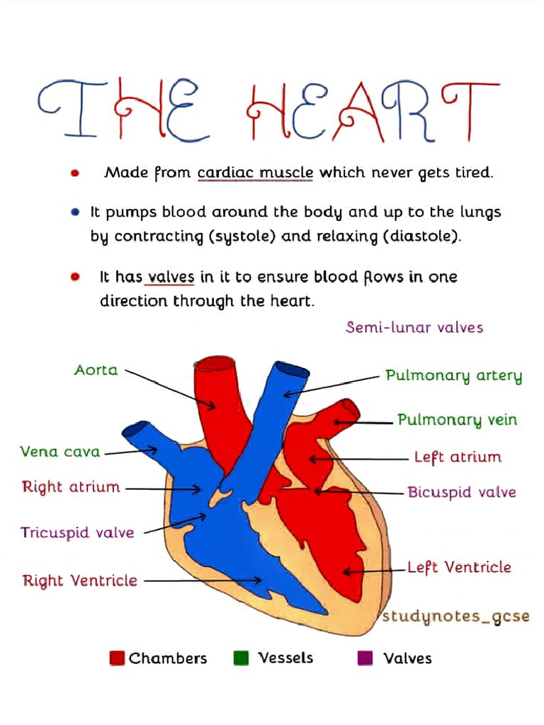 Circulation | PDF | Heart | Perspiration