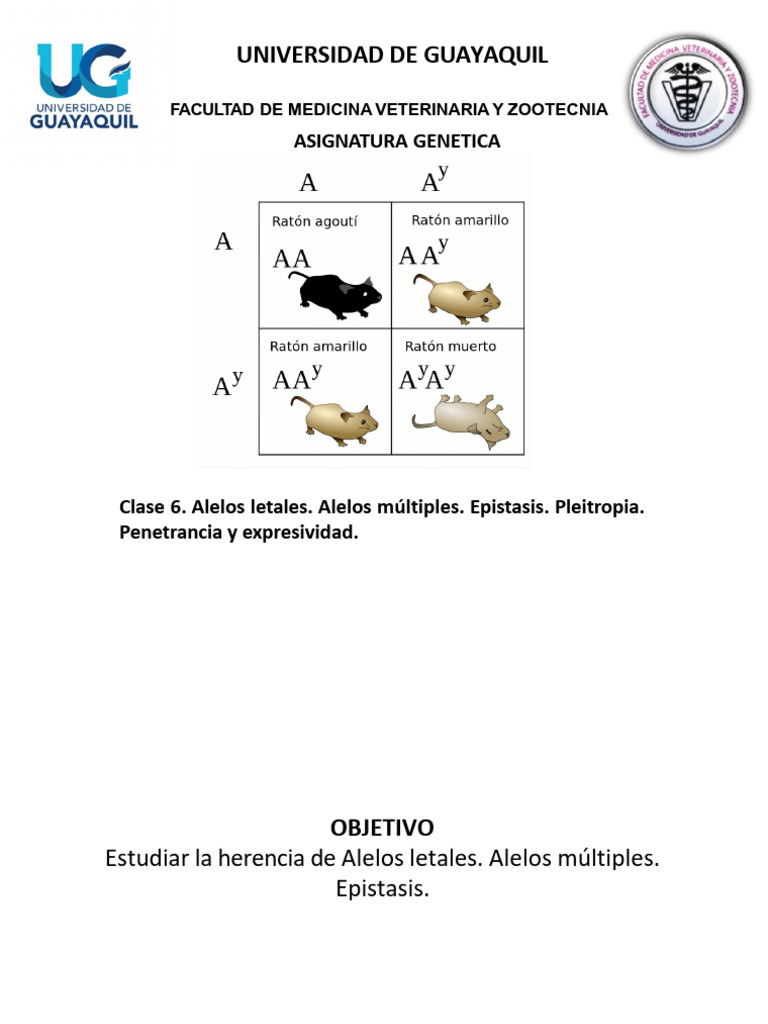 Clase 6. Alelos Letales, Múltiples, Epistasis | PDF | Alelo | Epistasis