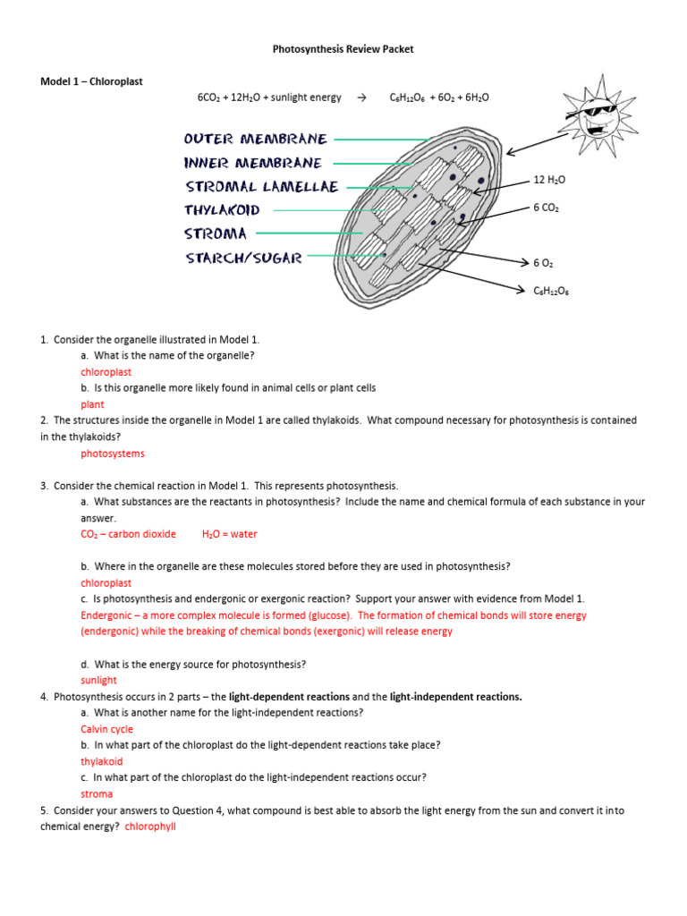 Photosynthesis Review Packet Key 2018 | PDF | Photosynthesis ...