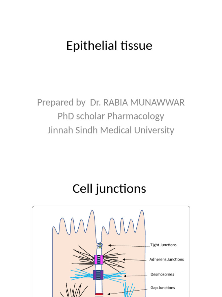 Epithelial Tissue Final | PDF | Epithelium | Animal Anatomy