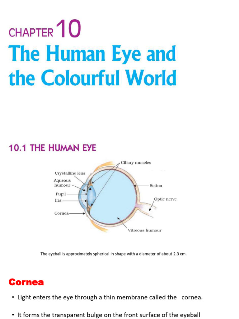 Human Eye | PDF | Eye | Sunset