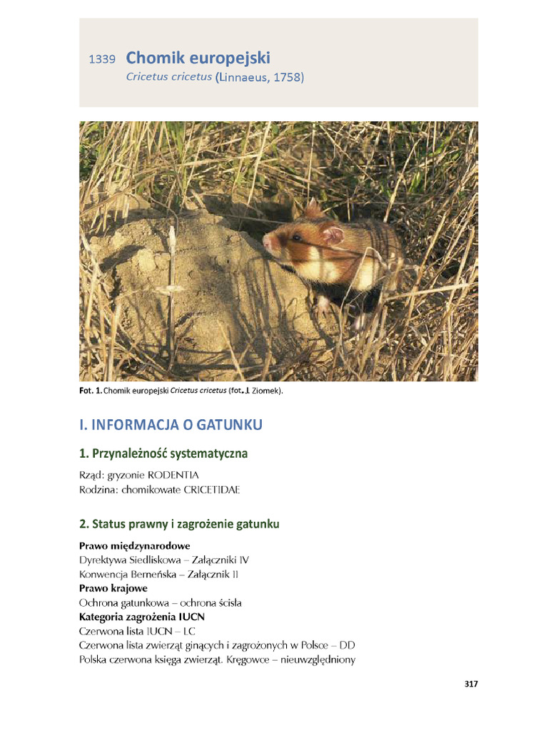 Chomik Europejski Cricetus Cricetus | PDF