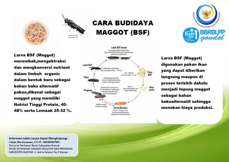2024-TW3 Info Grafis Budidaya Maggot (BSF) | PDF