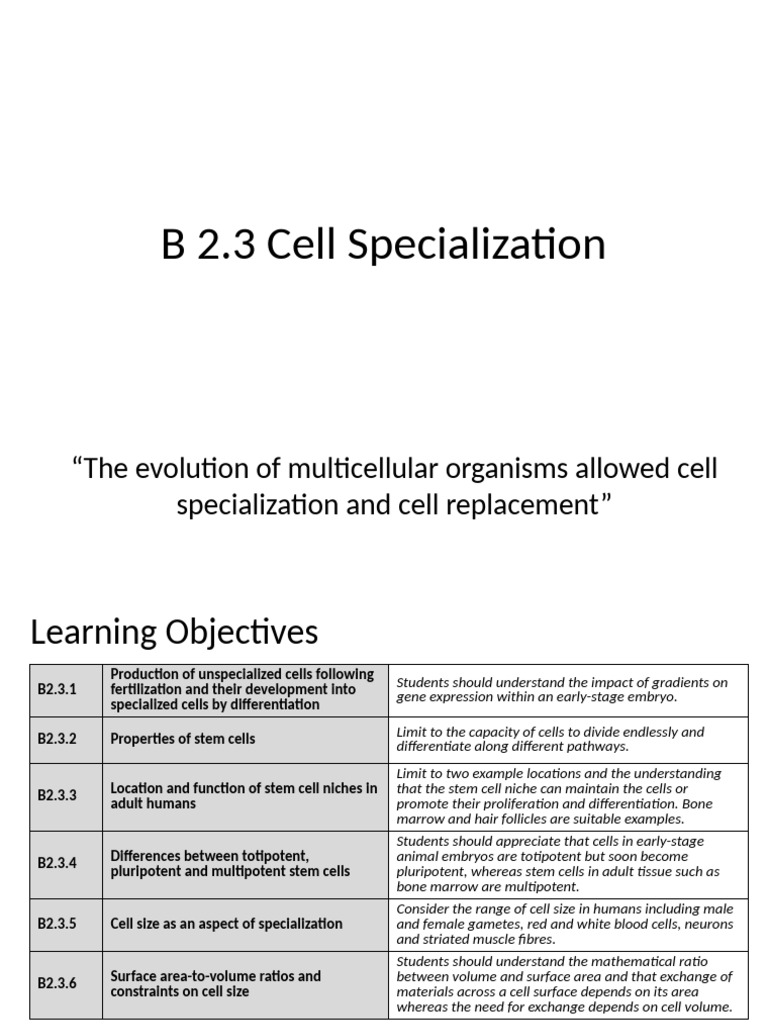1. B 2.3 SL Cell Specialization | PDF | Cell Potency | Cellular Differentiation