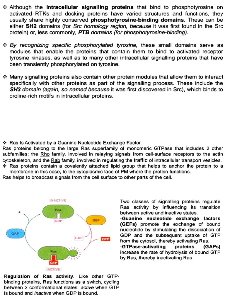Understanding Receptor Tyrosine Kinases | PDF | Signal Transduction ...