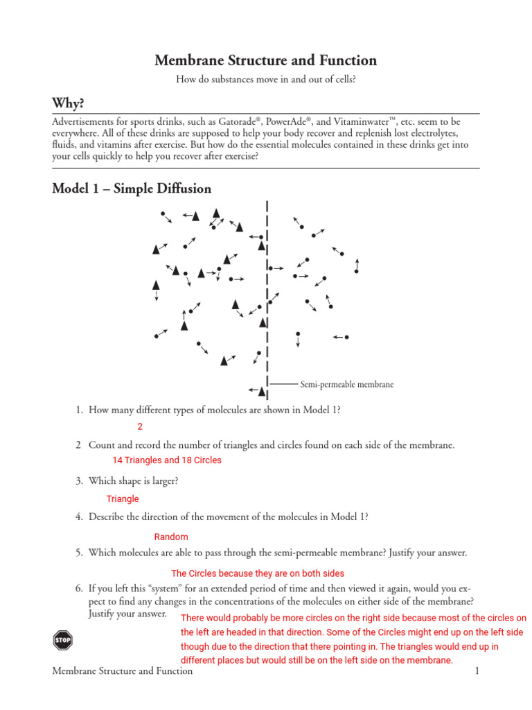 Membrane Structure and Function POGIL | PDF | Cell Membrane | Diffusion