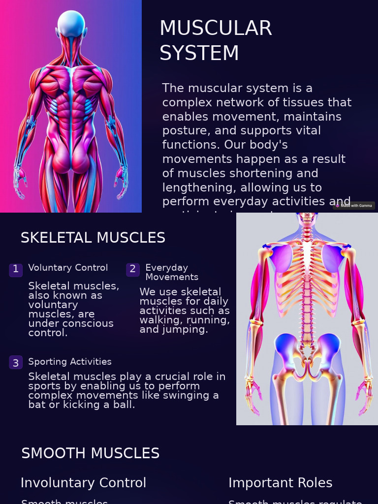 Understanding the Muscular System | PDF | Skeletal Muscle | Human Anatomy