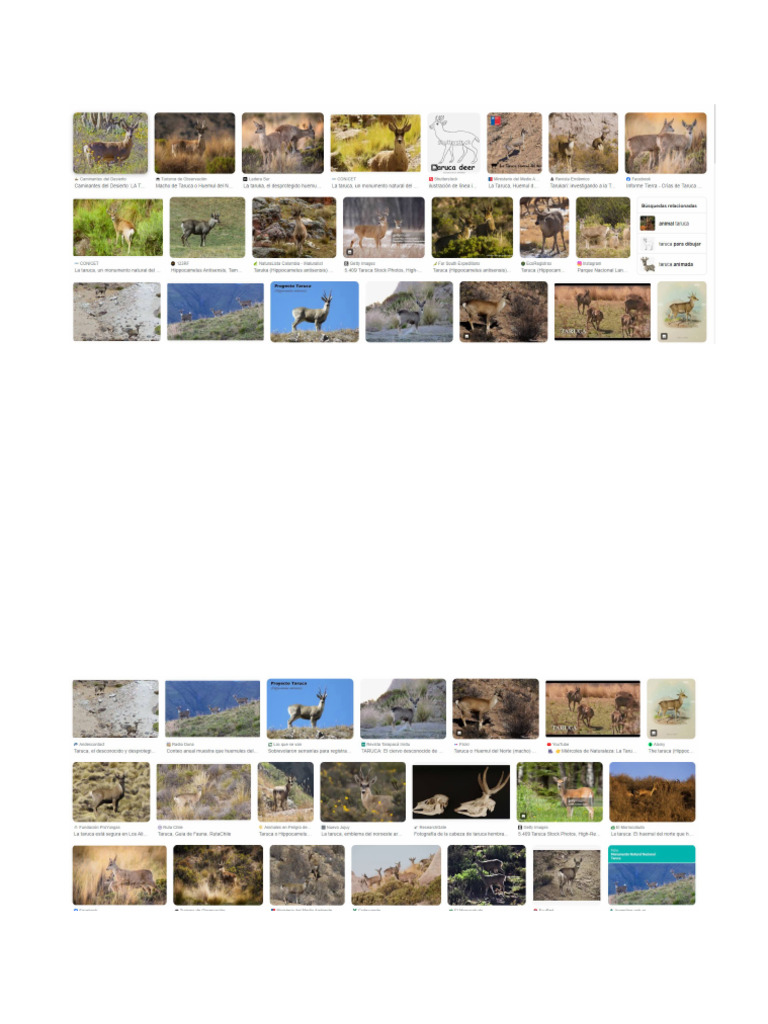 La Taruca - Material para Disertar | PDF