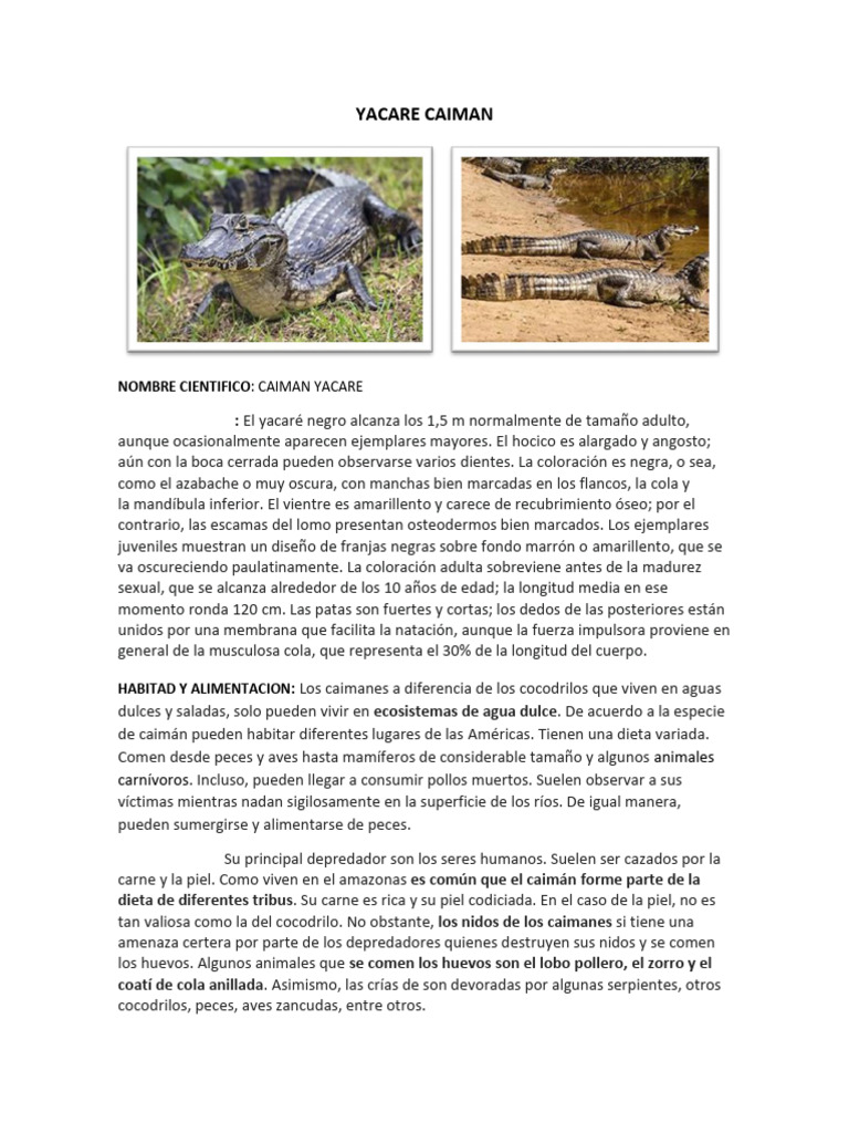 Características y Amenazas del Yacaré Caimán | PDF
