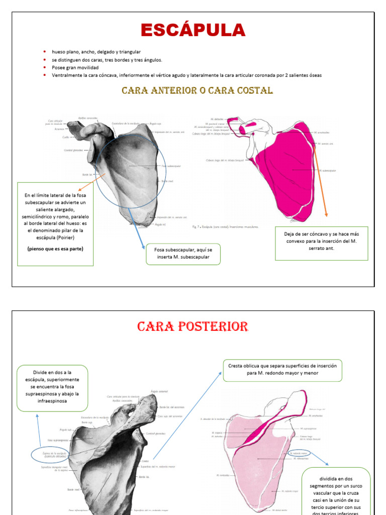 Estructura y Función de la Escápula | PDF | Sistema musculoesquelético ...