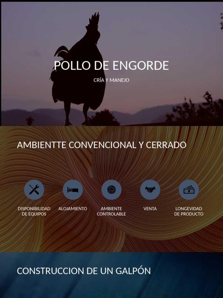 Cria y Manejo Pollo de Engorde | PDF | Agua | Aves