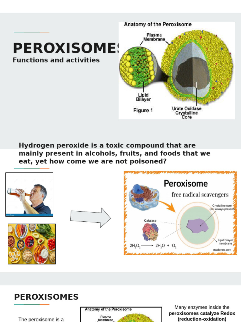PEROXISOMES Functions and Activities (1) | PDF | Reactive Oxygen ...
