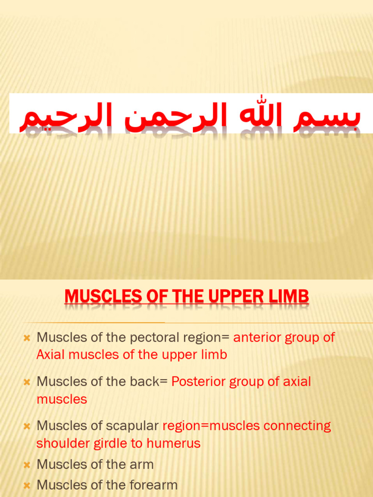 Anatomy (1) - Lecture (4) - Muscles of The Upper Limb (Pectoral, Back ...