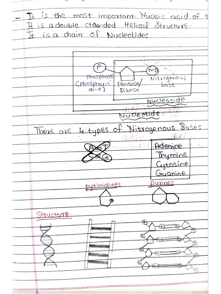 DNA and RNA | PDF
