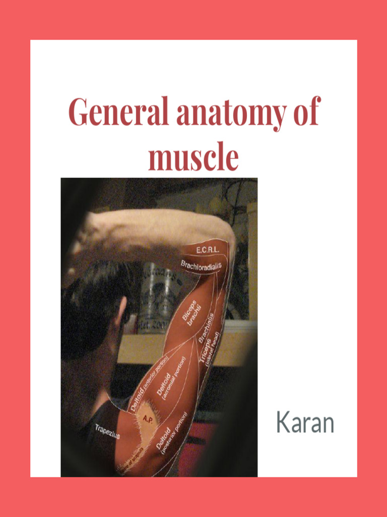 General Anatomy of Muscle | PDF | Muscle | Skeletal Muscle