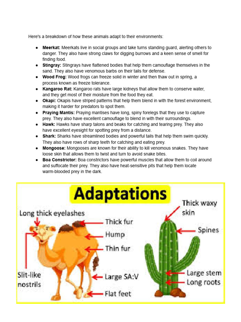 Adaptation | PDF