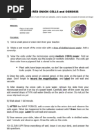 osmosis_red_onion_cells | PDF | Osmosis | Biology