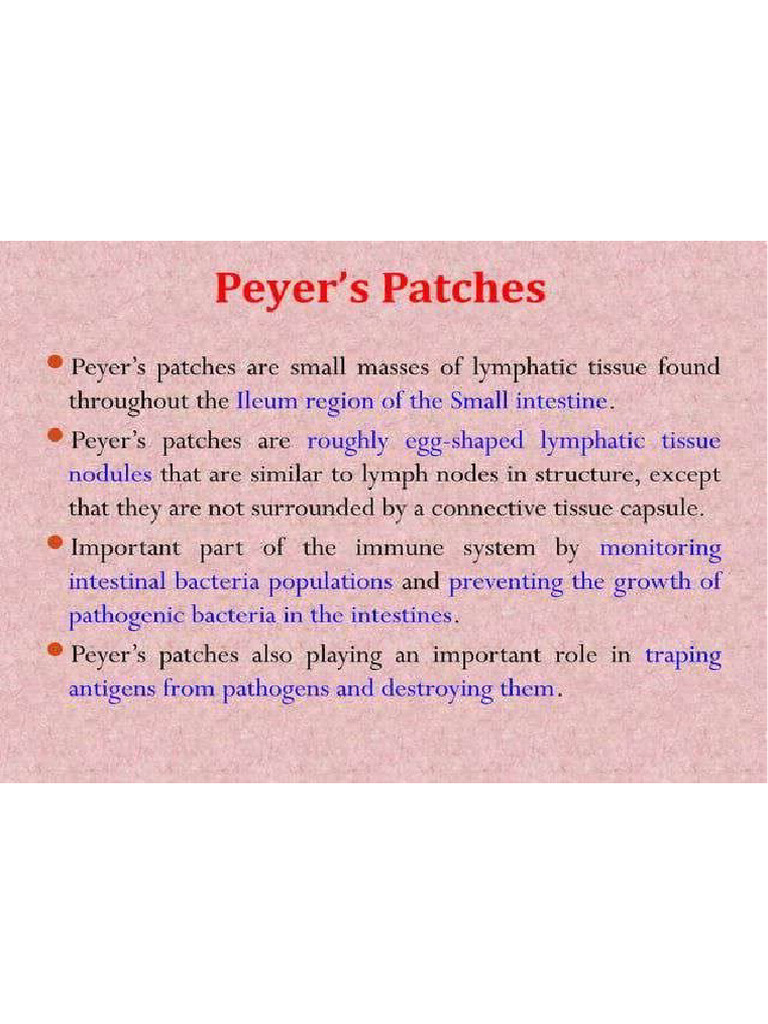 Lymphoid Organs 31 638 | PDF