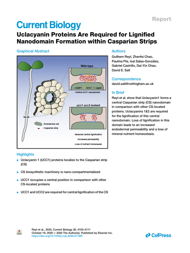 Mohamat | PDF | Lignin | Life Sciences