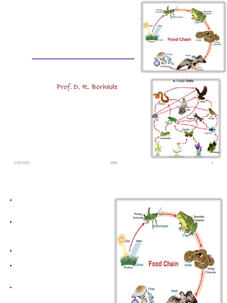 Food Chain | PDF | Food Web | Foods
