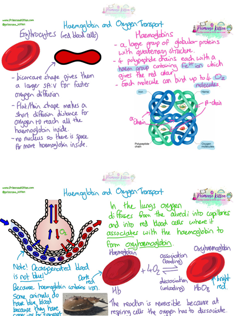 Haemoglobin and Oxygen Transport | PDF