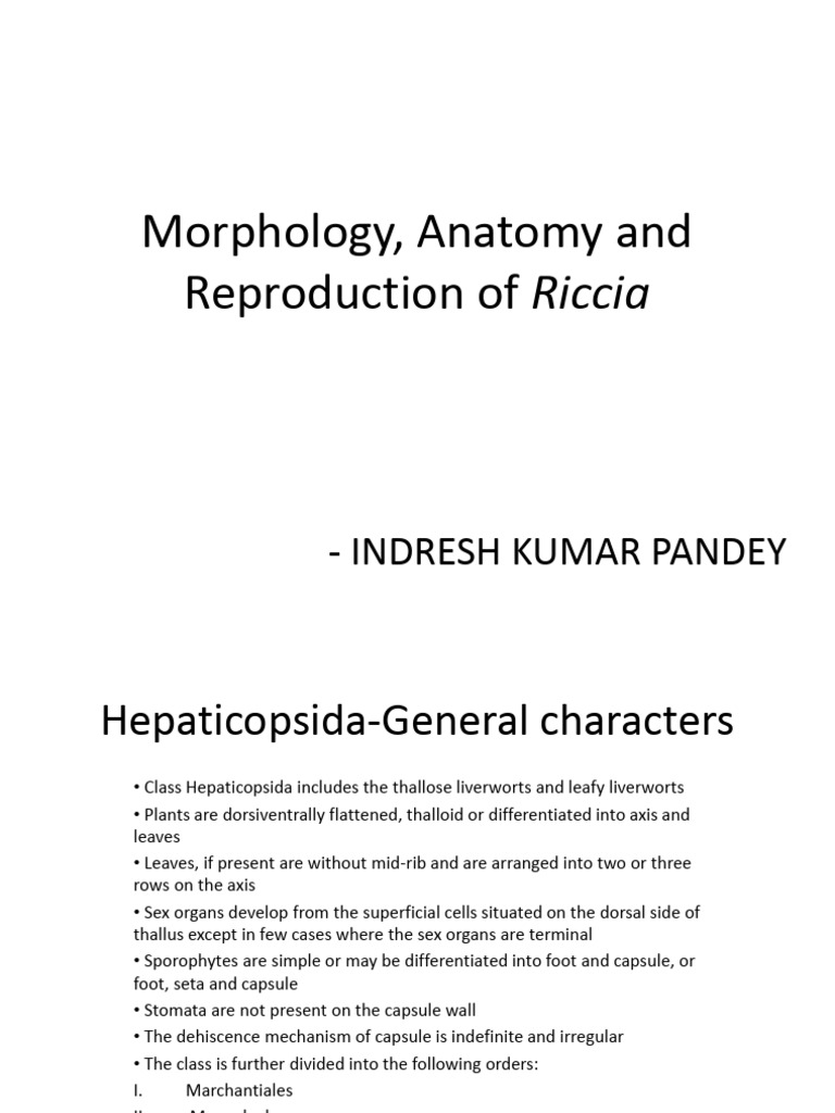Morphology Anatomy and Reproduction of Riccia B.SC - I | PDF | Plant ...