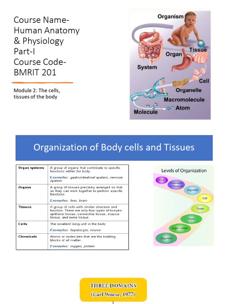 Cell and Tissue | PDF | Connective Tissue | Tissue (Biology)