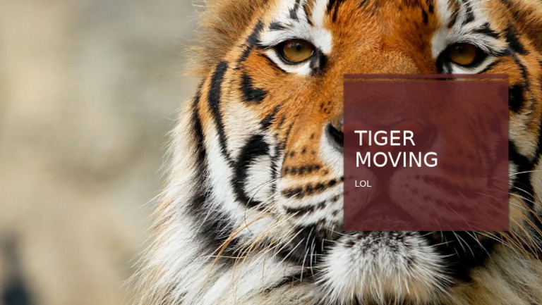 Tiger Moving | PDF
