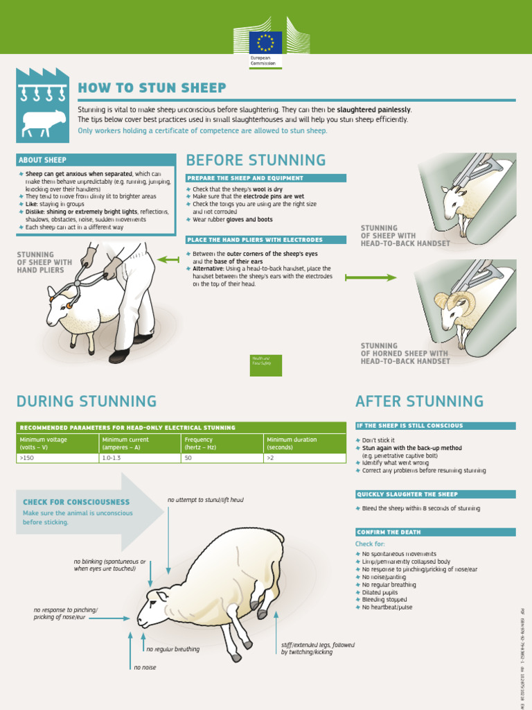 How To Stun sheep-EW0118347ENN | PDF | Sheep | Electricity