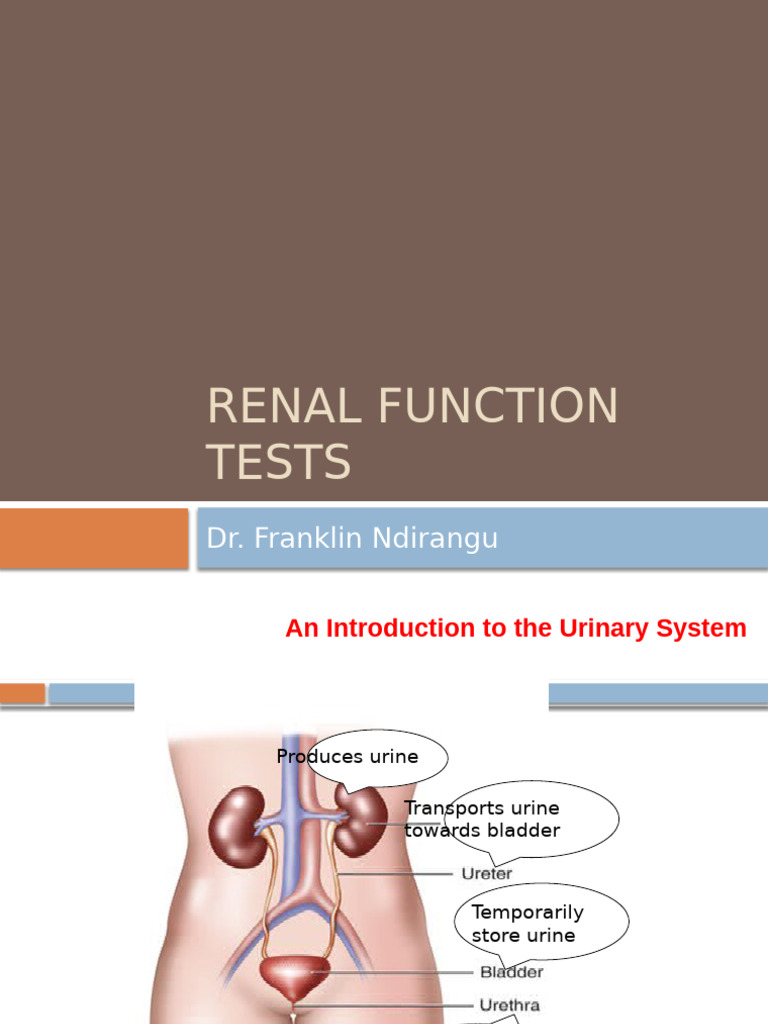 Renal Function Tests | PDF | Creatinine | Kidney