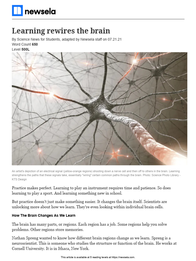 Learning Rewires The Brain 2 | PDF | Myelin | Axon