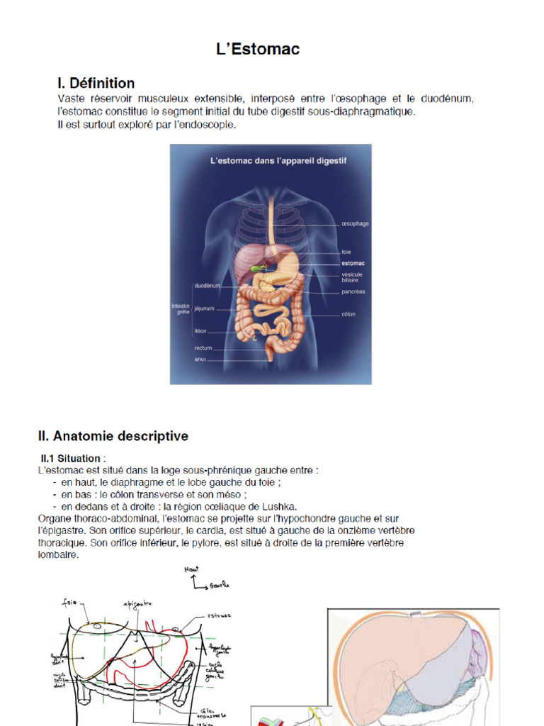 Anatomie de l'estomac et ligaments associés | PDF