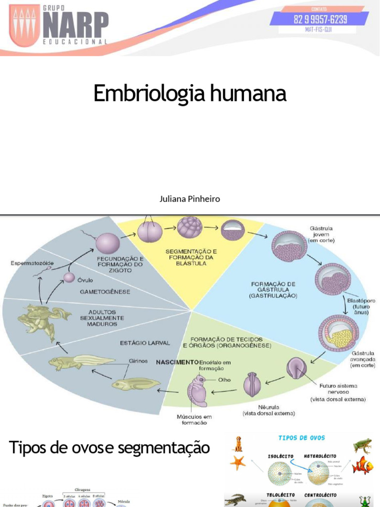 PV - Aula - 11 - Embriologia Humana | PDF