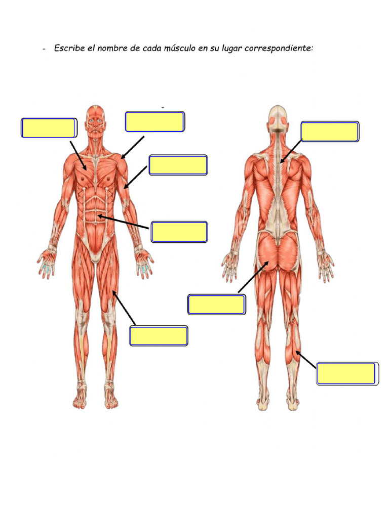 Repaso E.F Tema 1 Parte 2 | PDF