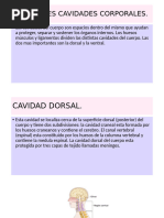Cavidades del Cuerpo Humano y sus Órganos | PDF | Términos anatómicos ...