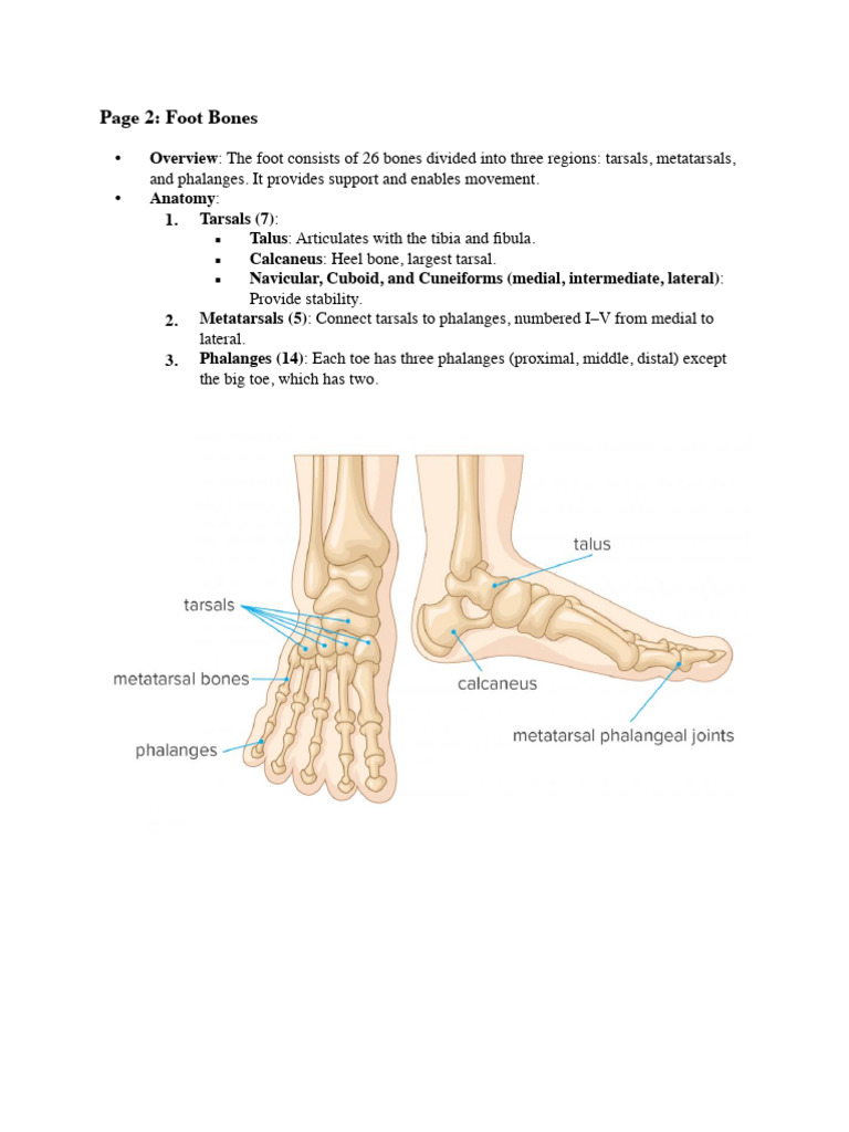 Anatomy of Foot Bones Explained | PDF