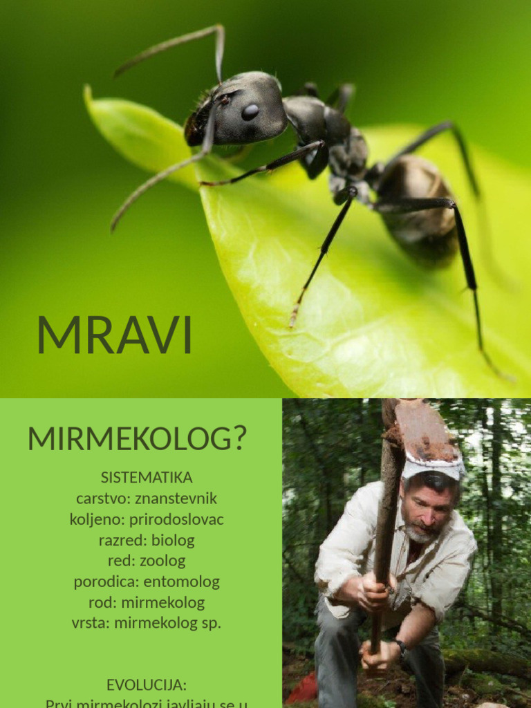 Mravi (Prezentacija) | PDF